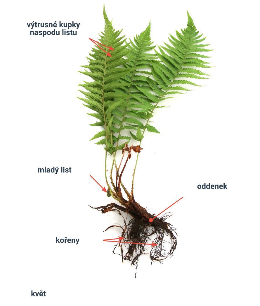 16) Rostliny výtrusné - OrgPad