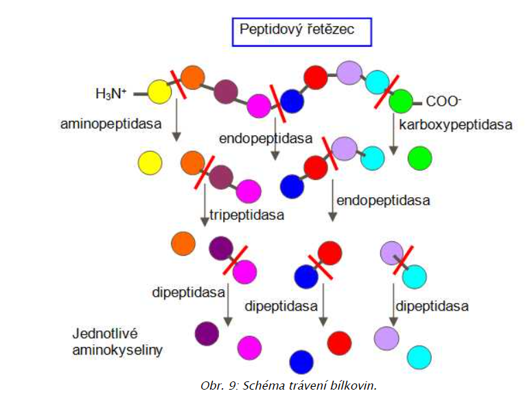 13) Metabolismus a biosyntéza bílkovin a aminokyselin - OrgPad