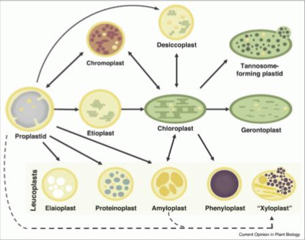 Biologie rostlinné buňky - buněčná stěna a rozdělení plastidů - OrgPad